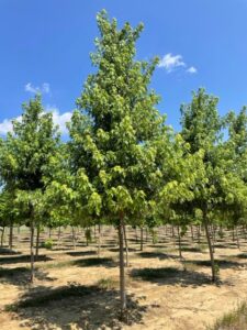 Silver Queen Maple - Halka Nurseries