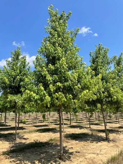 Silver Queen Maple - Halka Nurseries