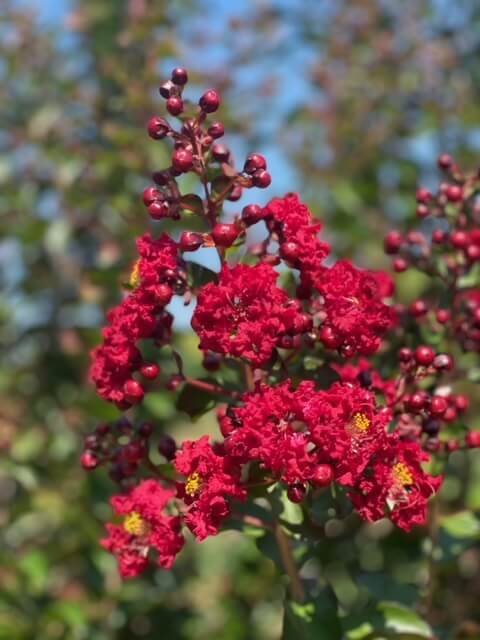 Dynamite Crape Myrtle - Halka Nurseries