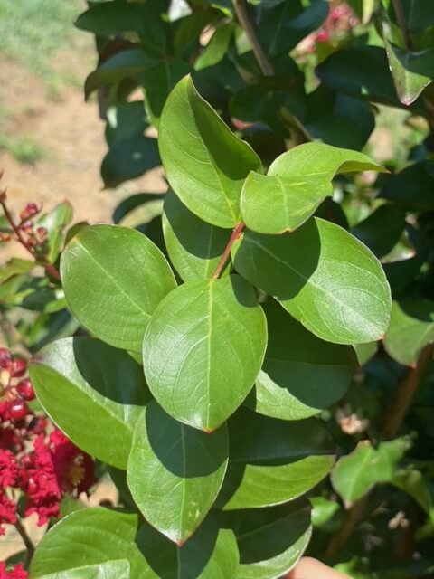 Dynamite Crape Myrtle - Halka Nurseries