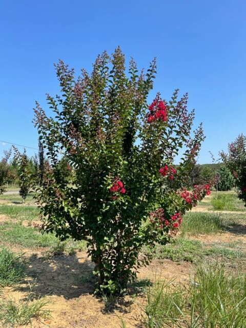 Dynamite Crape Myrtle - Halka Nurseries