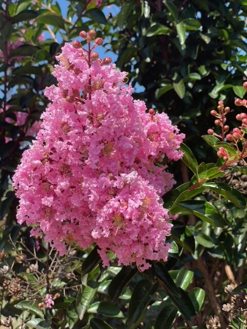 Sioux Crape Myrtle - Halka Nurseries