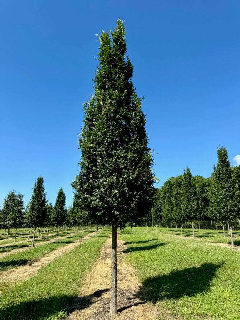 Everclear Lacebark Elm - Halka Nurseries