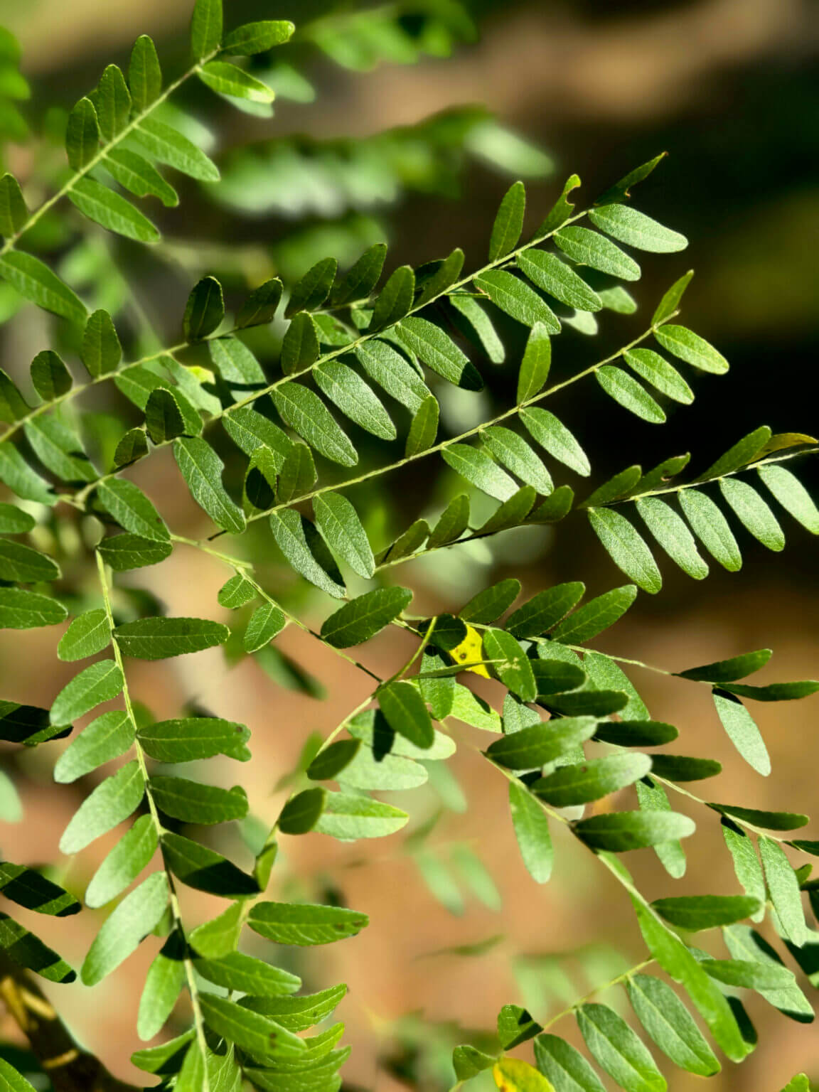 Shademaster® Honeylocust - Halka Nurseries