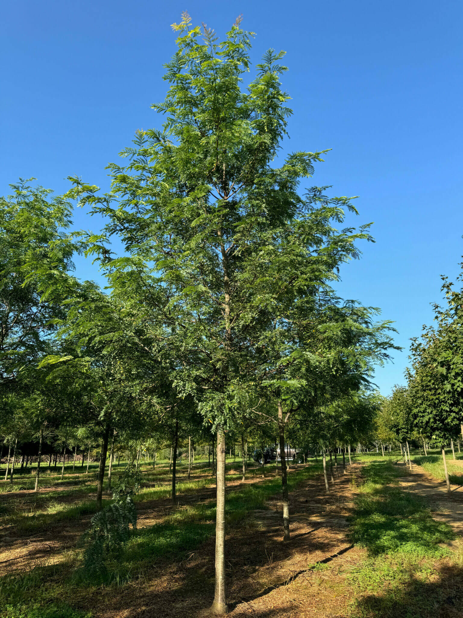 Shademaster® Honeylocust - Halka Nurseries